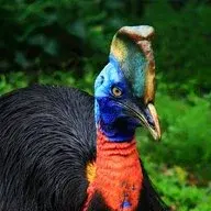 Accessing CET Pools as a Non-Guest | Vegas Message Board